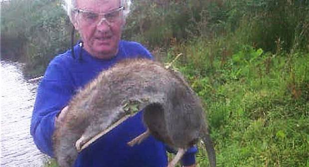 Un batran a omorat un sobolan urias, de peste un metru lungime! VEZI ...
