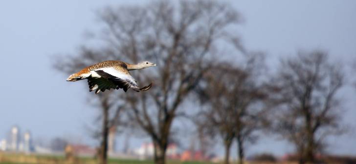 POZE RARE! Dropia, pasare disparuta din Romania, fotografiata in Timis ...