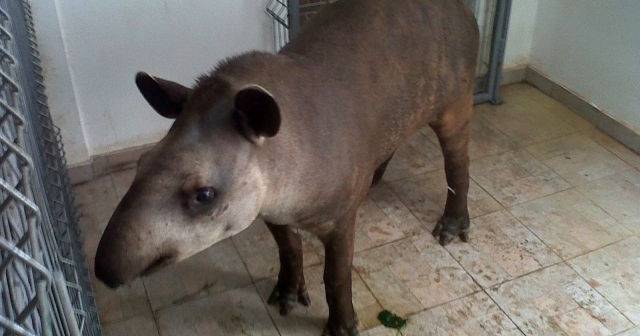 Zoo Timisoara are un nou locatar: un tapir de toata frumusetea! VEZI ...