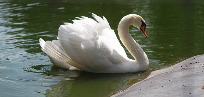 Ai descoperit o pasare ranita? Suna la voluntarii de la Centrul de ...