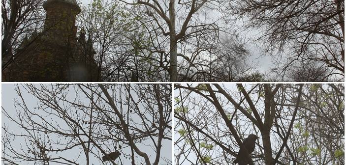 Ciorile s-au intors in parcul din spatele Catedralei. Ce face Primaria ...