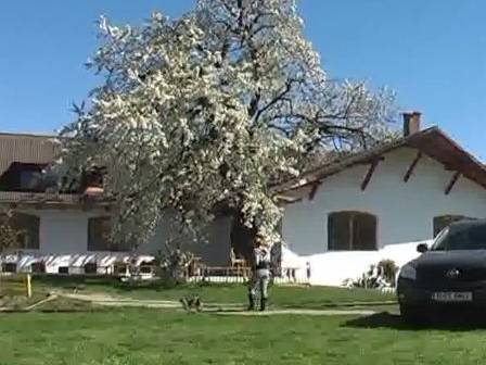 Cel mai mare cires din Europa traieste in Romania. Iata legenda pomului ...