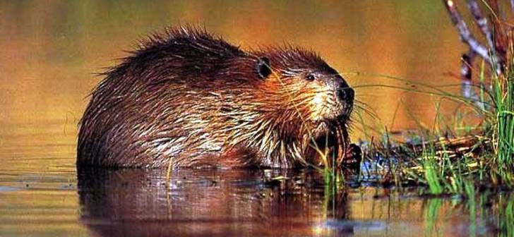La 200 de ani de la disparitie, cateva exemplare de castor au fost ...