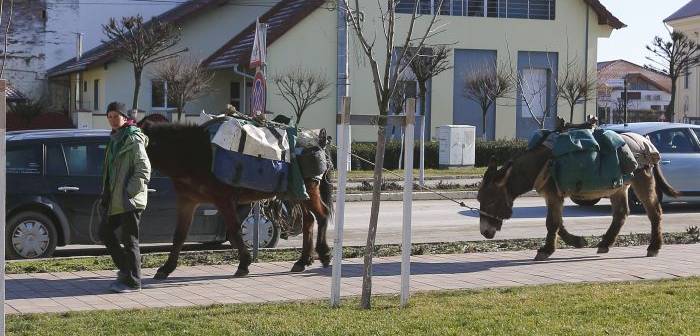 Calare pe magar prin Europa. Ce-a gasit in Timis o frantuzoaica plecata ...