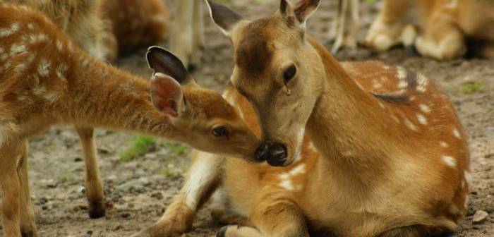 Strigator la cer! Inselatoria prin care 3 caprioare ce trebuiau sa fie ...