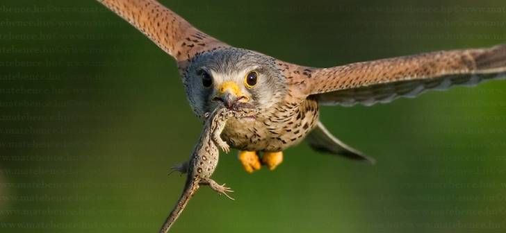 Locul neasteptat, din vestul tarii, unde au venit pe lume doi pui de ...