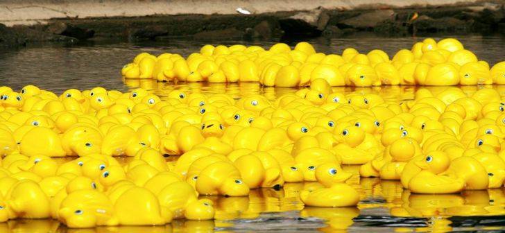 Cursa Ratustelor porneste pe Bega de Ziua Copilului, la Timisoara ...