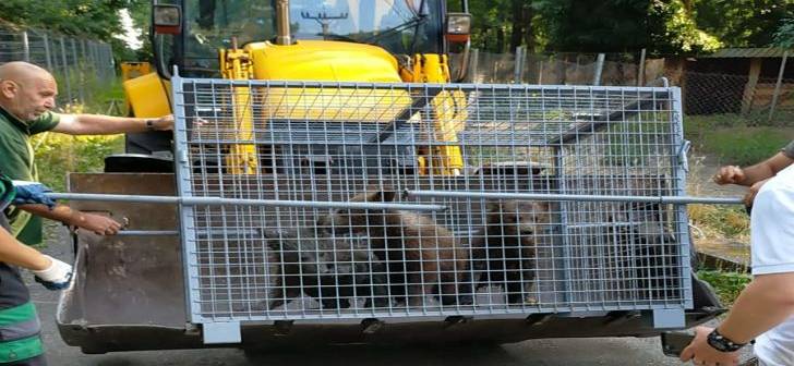 Ursii de la Gradina Zoo din Timisoara, transferati in Ungaria. Printre ...