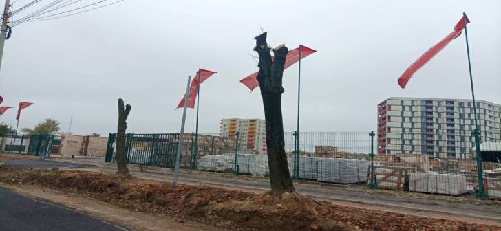 Dupa ce a taiat o multime de copaci in numele modernizarii in forta ...