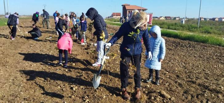 Elevi, profesori si parinti au plantat 4000 de copaci langa Timisoara ...