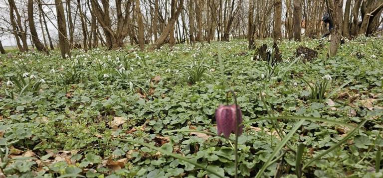 Frumoasa ca o zi de primavara. A inflorit laleaua pestrita, langa ...