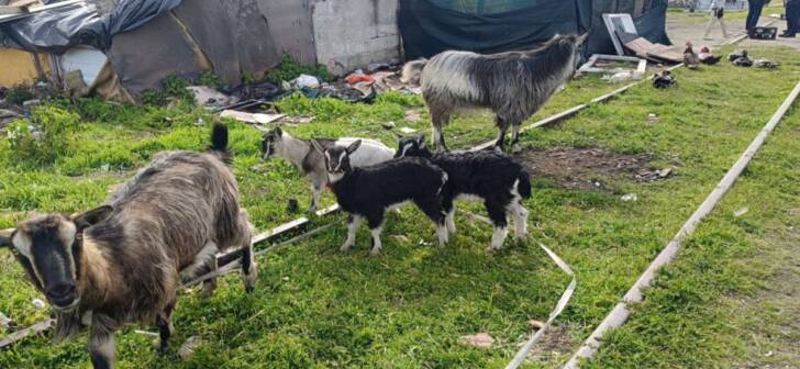 In Timisoara, ca la tara. Amenzi pe banda rulanta date de politistii ...